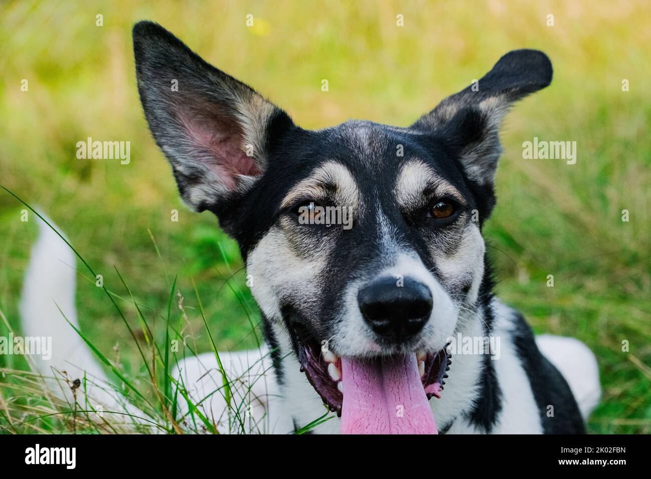 Yojik is a three-legged dog who was up for adoption at Animatch Dog ...
