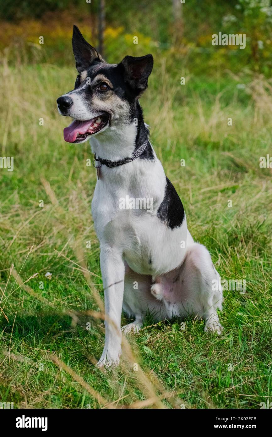 Yojik is a three-legged dog who was up for adoption at Animatch Dog ...