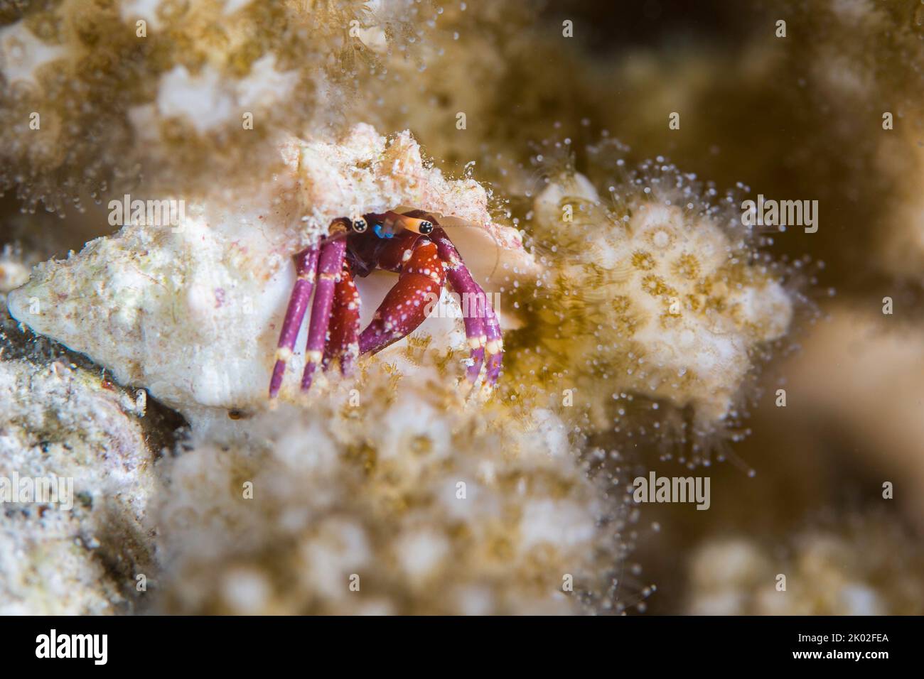 Macro of a small bright red and purple color hermit crab peeking out of ...