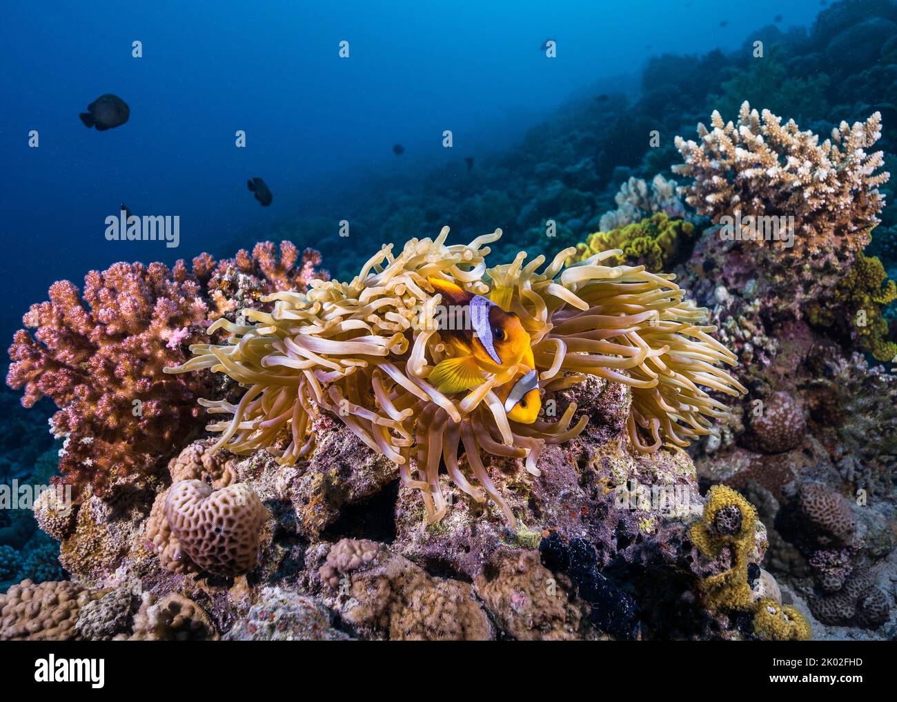 Close up of Red Sea anemonefish (Amphiprion bicinctus) hiding in their ...