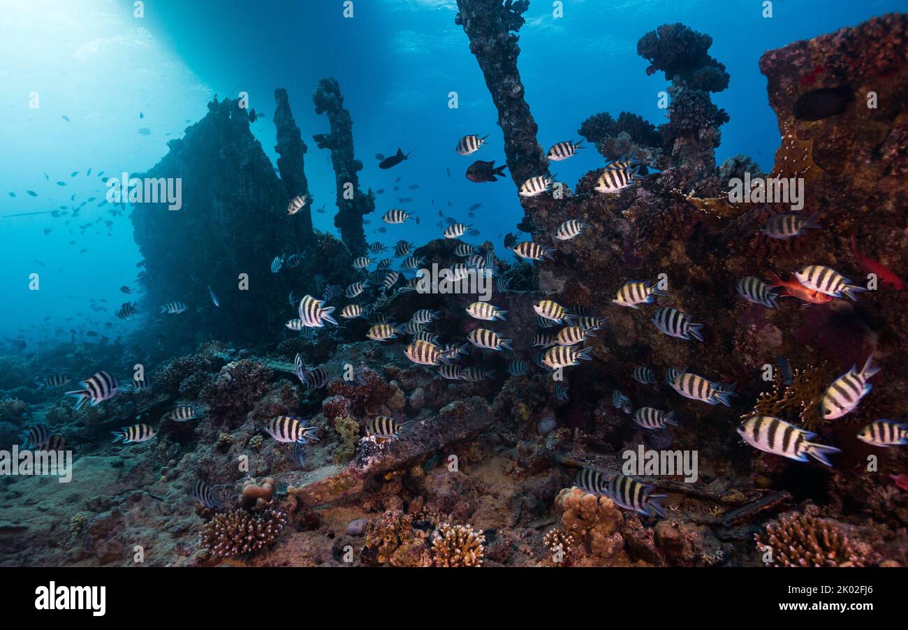 Shipwreck animals hi-res stock photography and images - Alamy