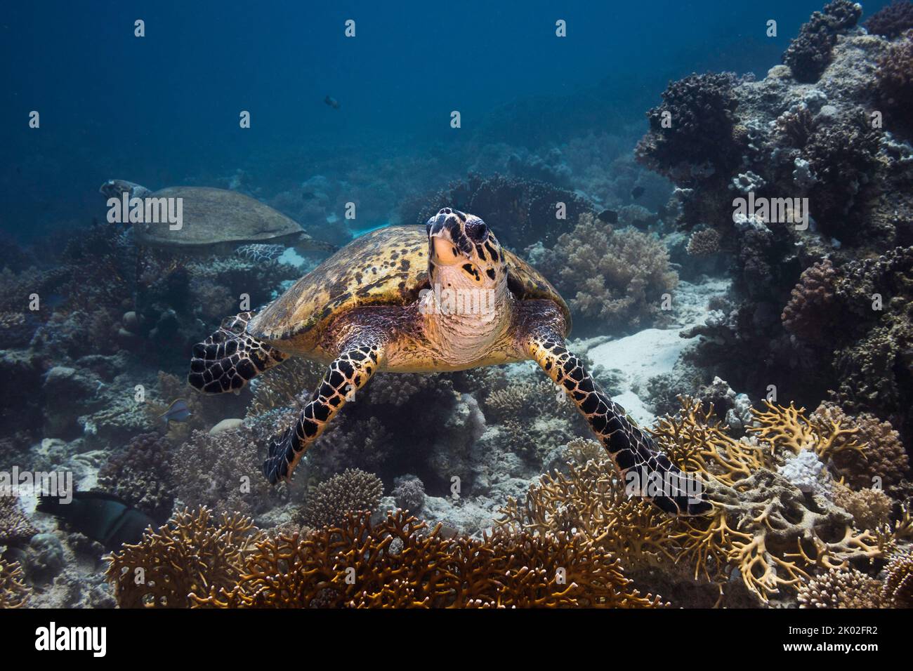 Two large Hawksbill sea turtles underwater on the reef with one facing ...