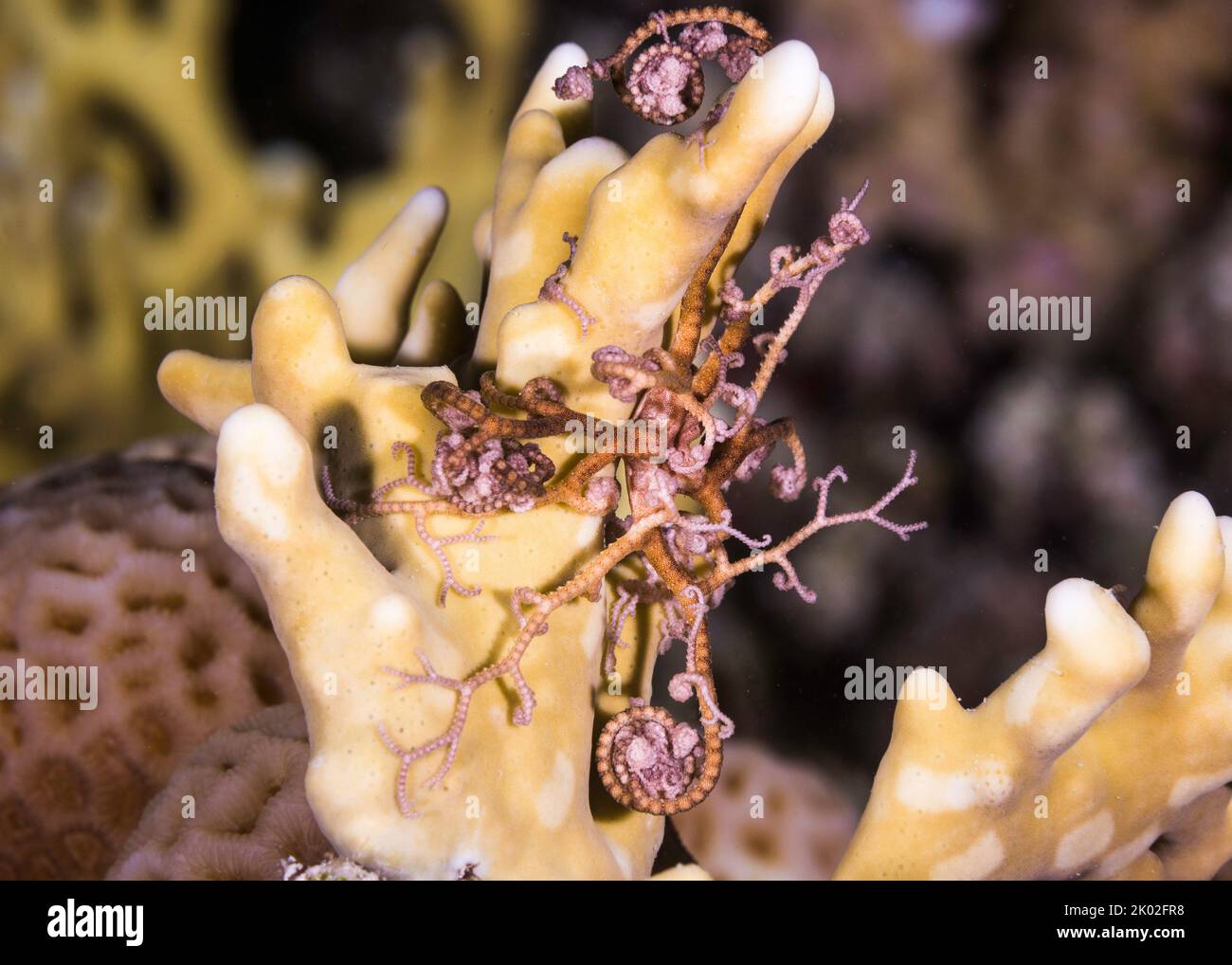 Close up of a very small Basket star (Astroboa nuda) on a fire coral ...