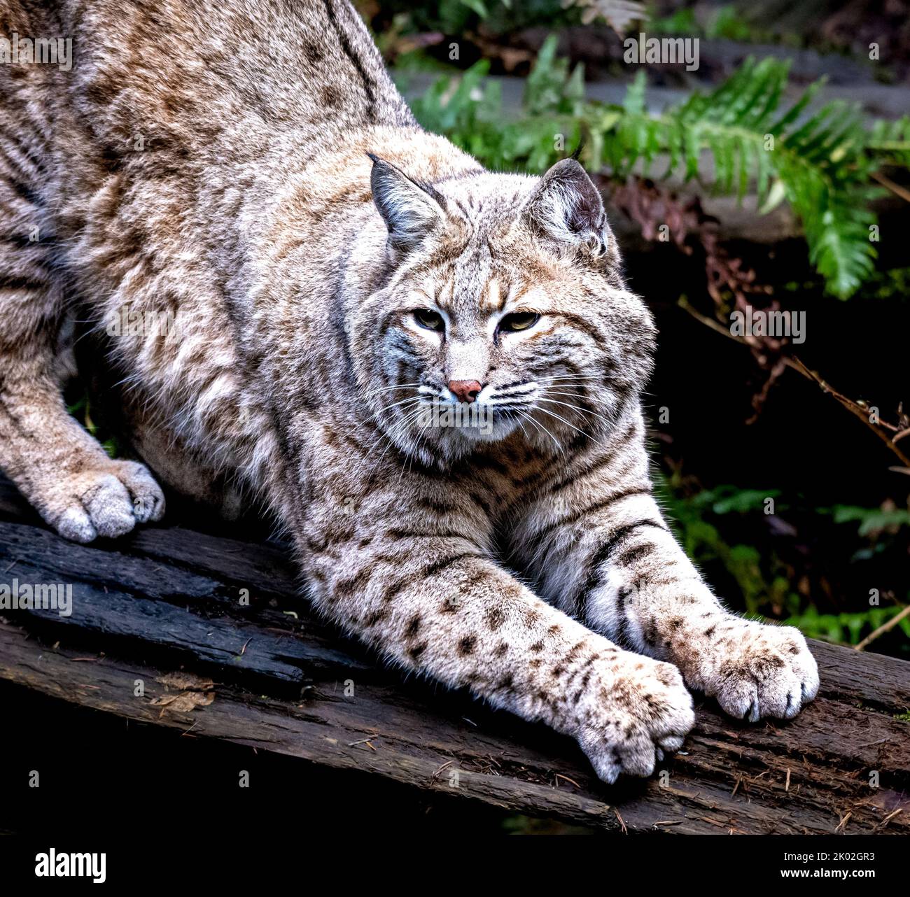 A bobcat with detailed fur markings sharpening its claws on a log Stock ...