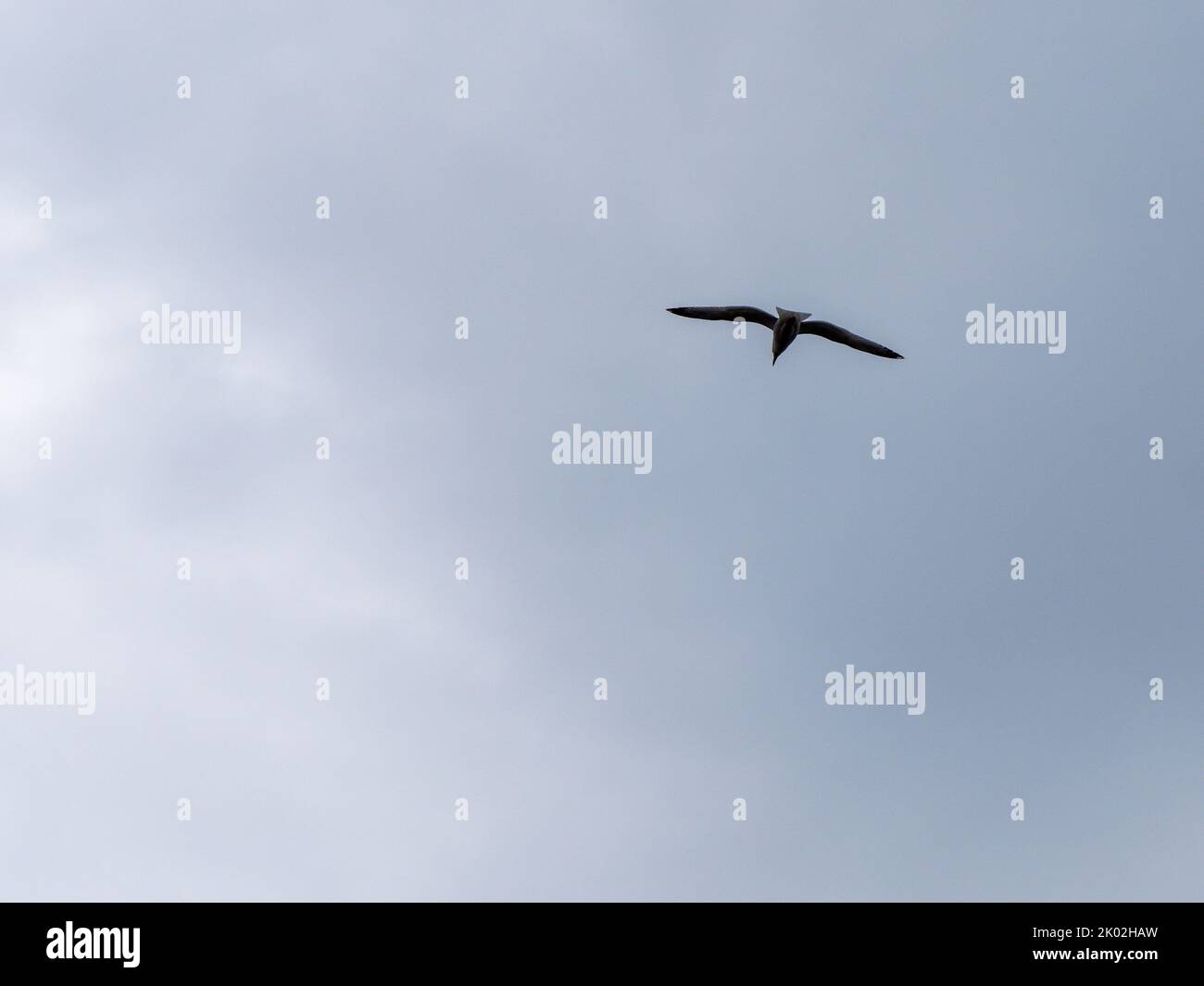 One bird is flying in a cloudy sky. Overcast, gray sky. White bird ...