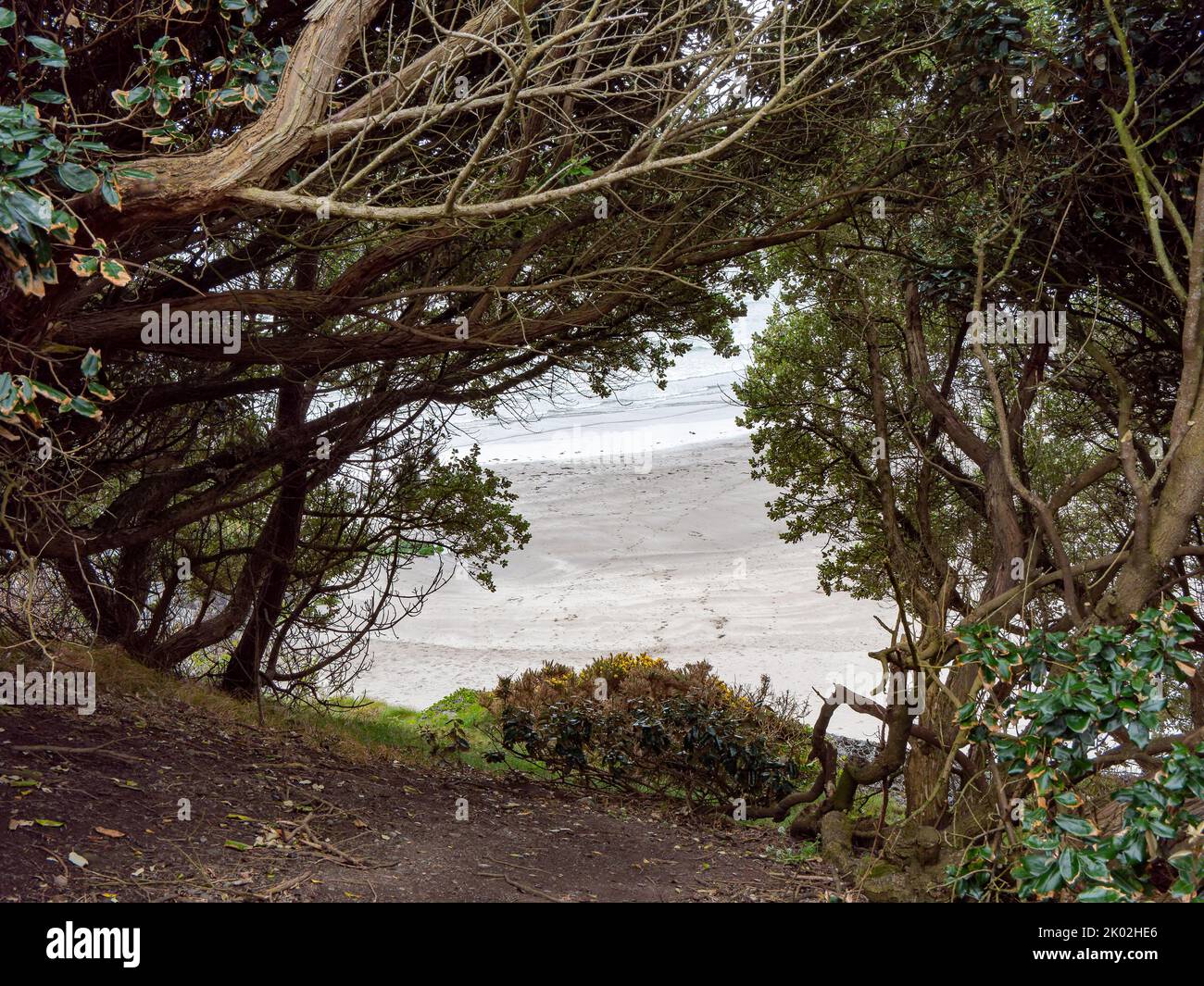 Warren Beach is a beach on the south coast of Ireland. Coastal trees ...