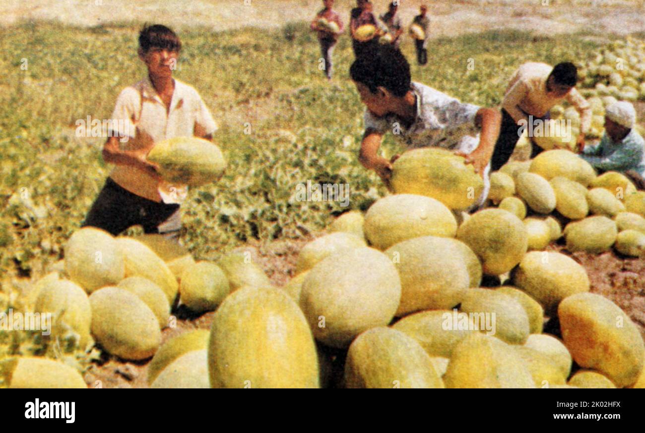 Turkmenistan melon farming in the soviet union. 1980 Stock Photo - Alamy