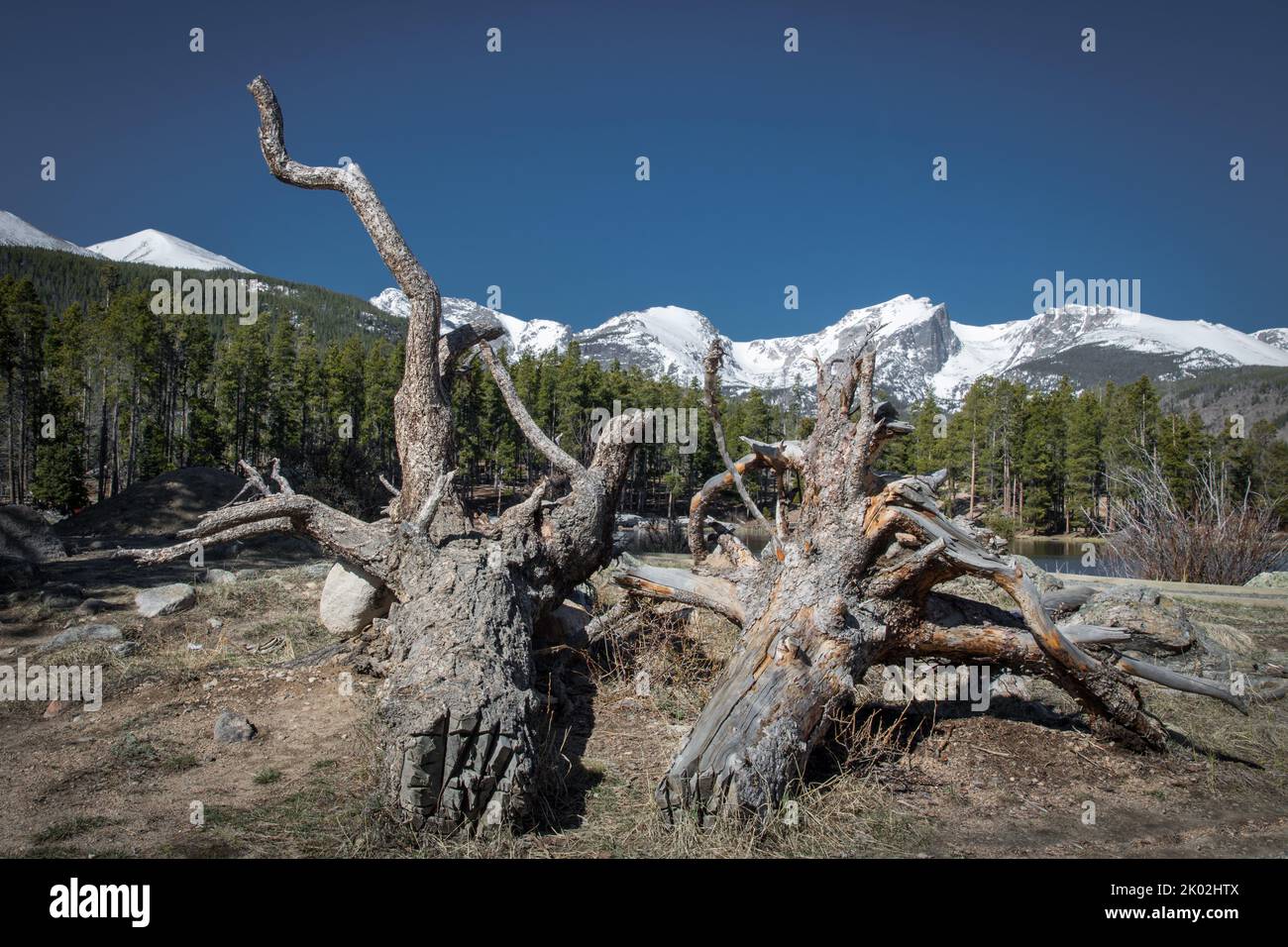 Fallen trees at Sprague Lake. Rocky Mountain National Park, Colorado ...