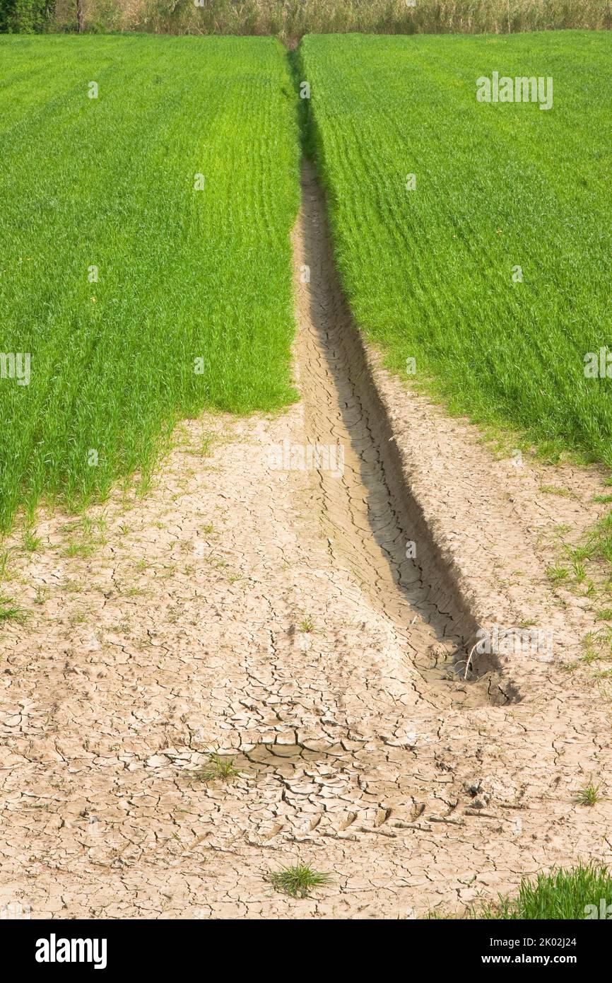 Wheat field with vast unproductive areas - famine concept Stock Photo ...