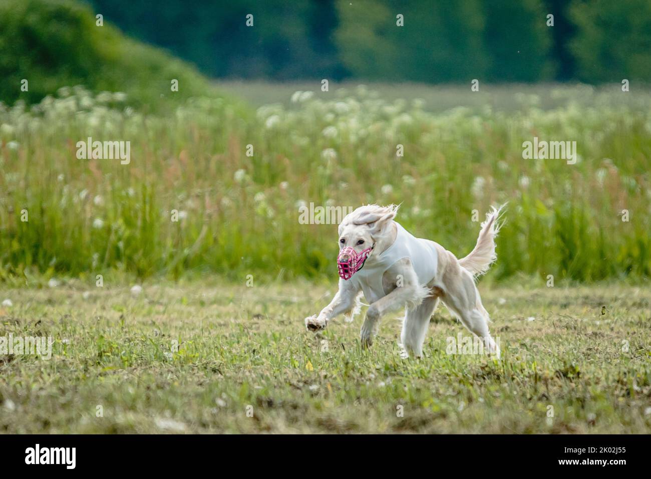 Dog running in green field and chasing lure at full speed on coursing ...