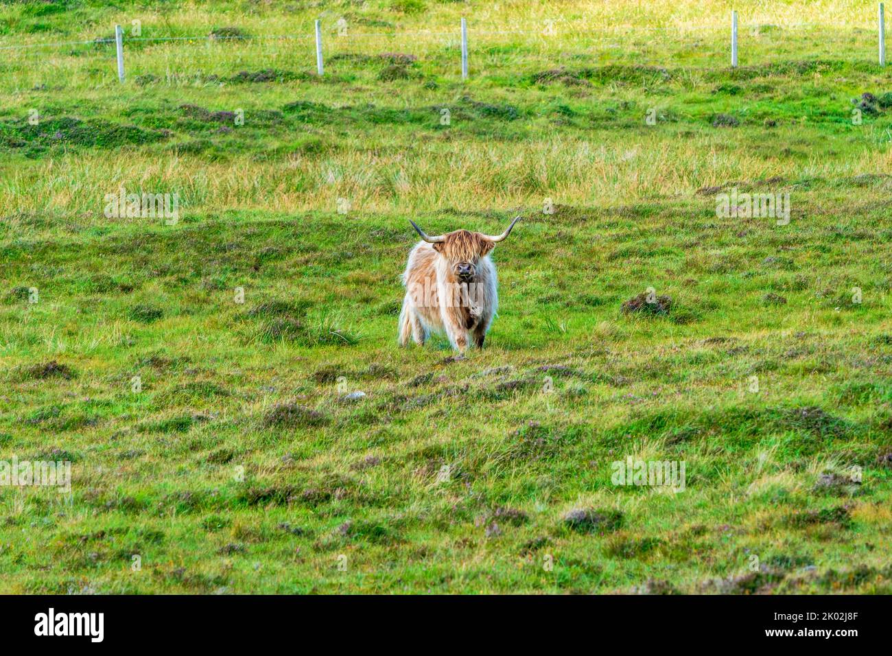 Highland cow, Isle of Harris in Outer Hebrides, Scotland. Selective ...