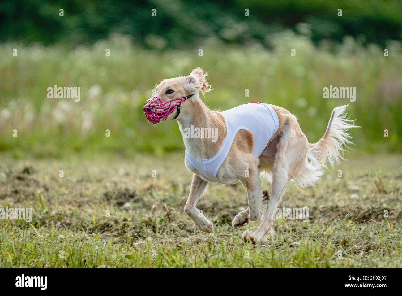 Dog running in green field and chasing lure at full speed on coursing ...