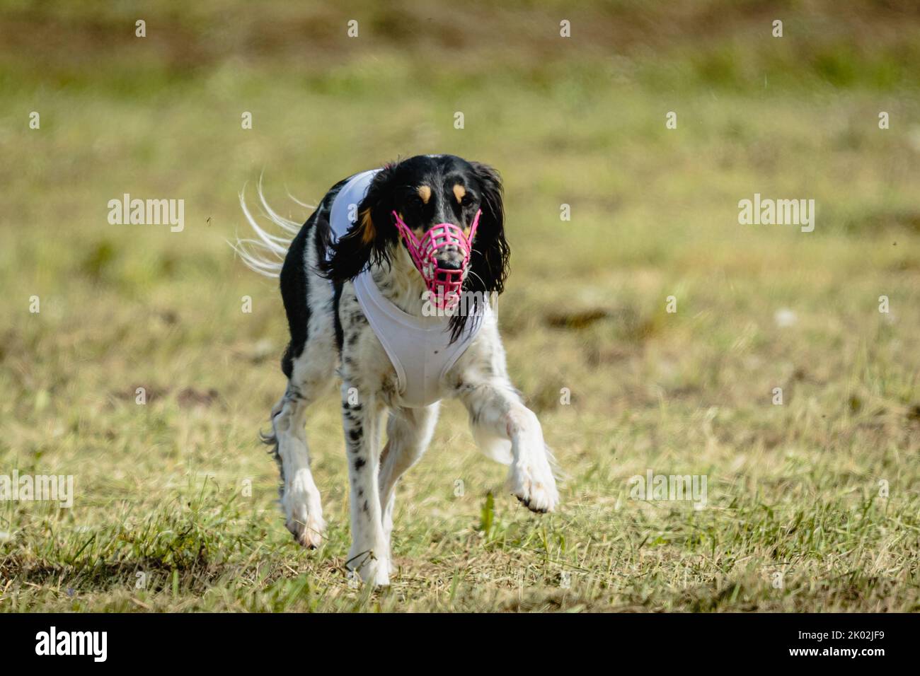 Dog running in green field and chasing lure at full speed on coursing ...