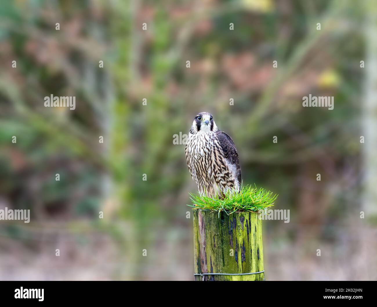 The great peregrine falcon hi-res stock photography and images - Alamy