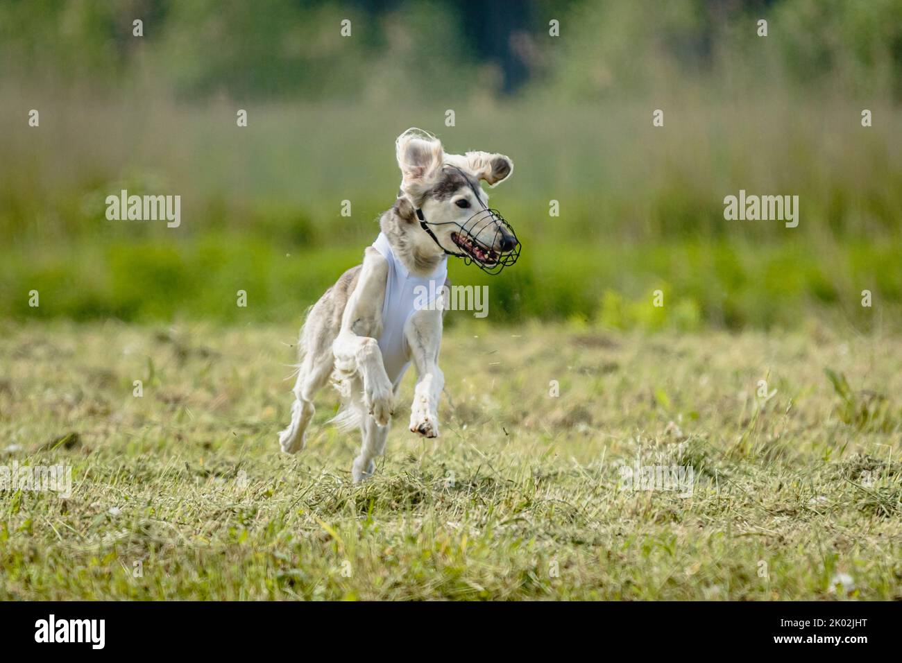 Dog running in green field and chasing lure at full speed on coursing ...
