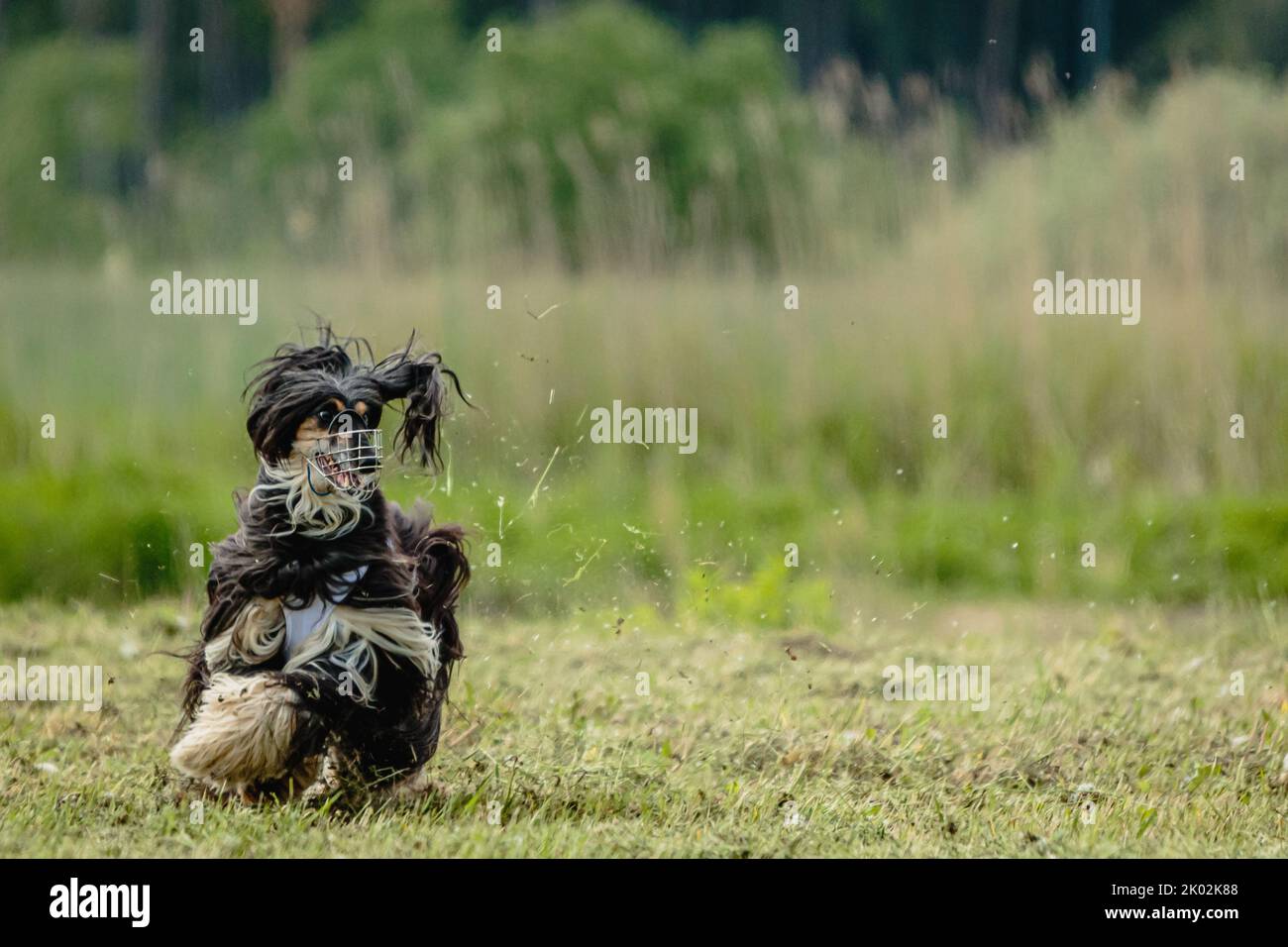 Dog running in green field and chasing lure at full speed on coursing ...