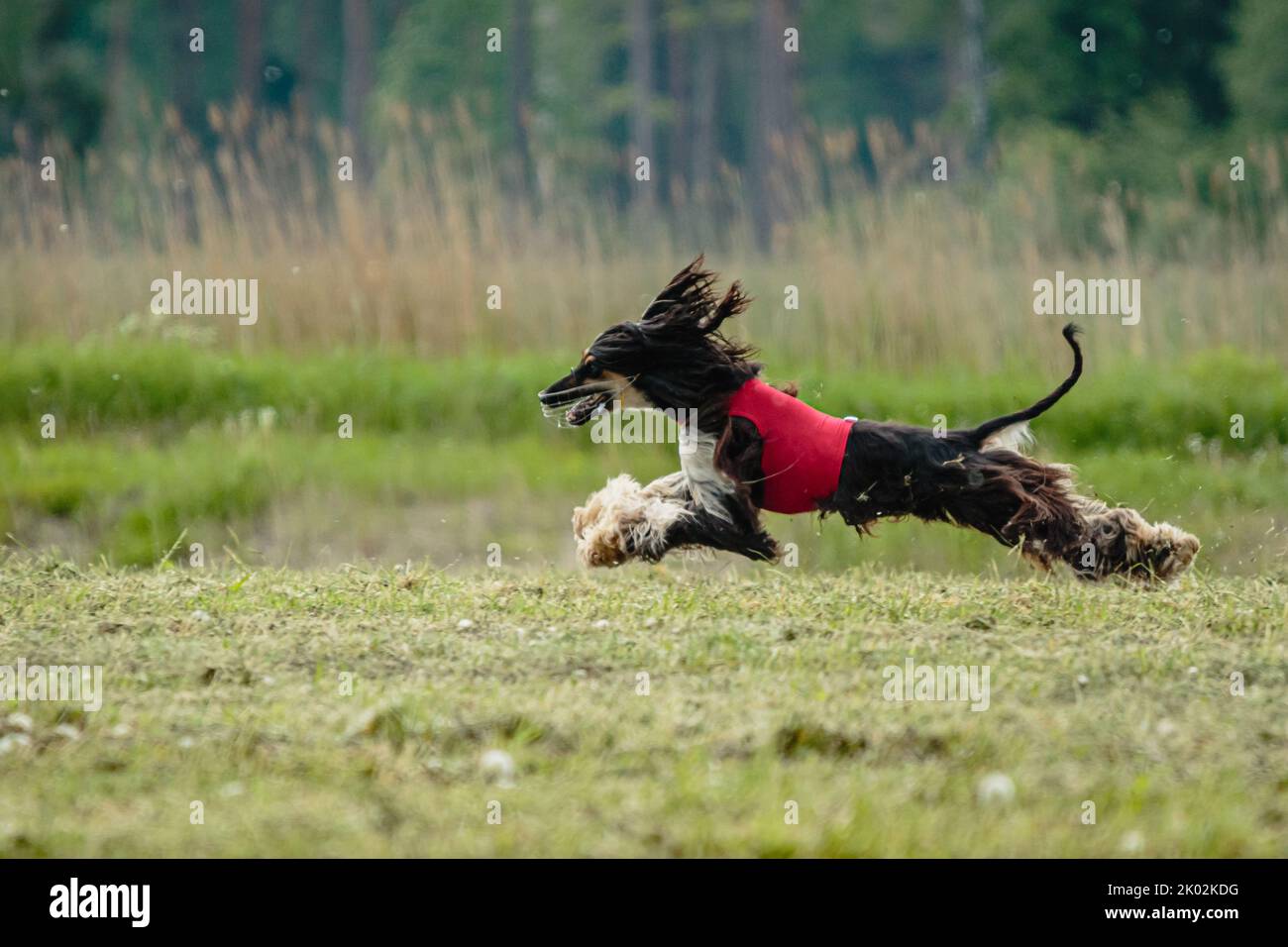 Dog running in green field and chasing lure at full speed on coursing ...