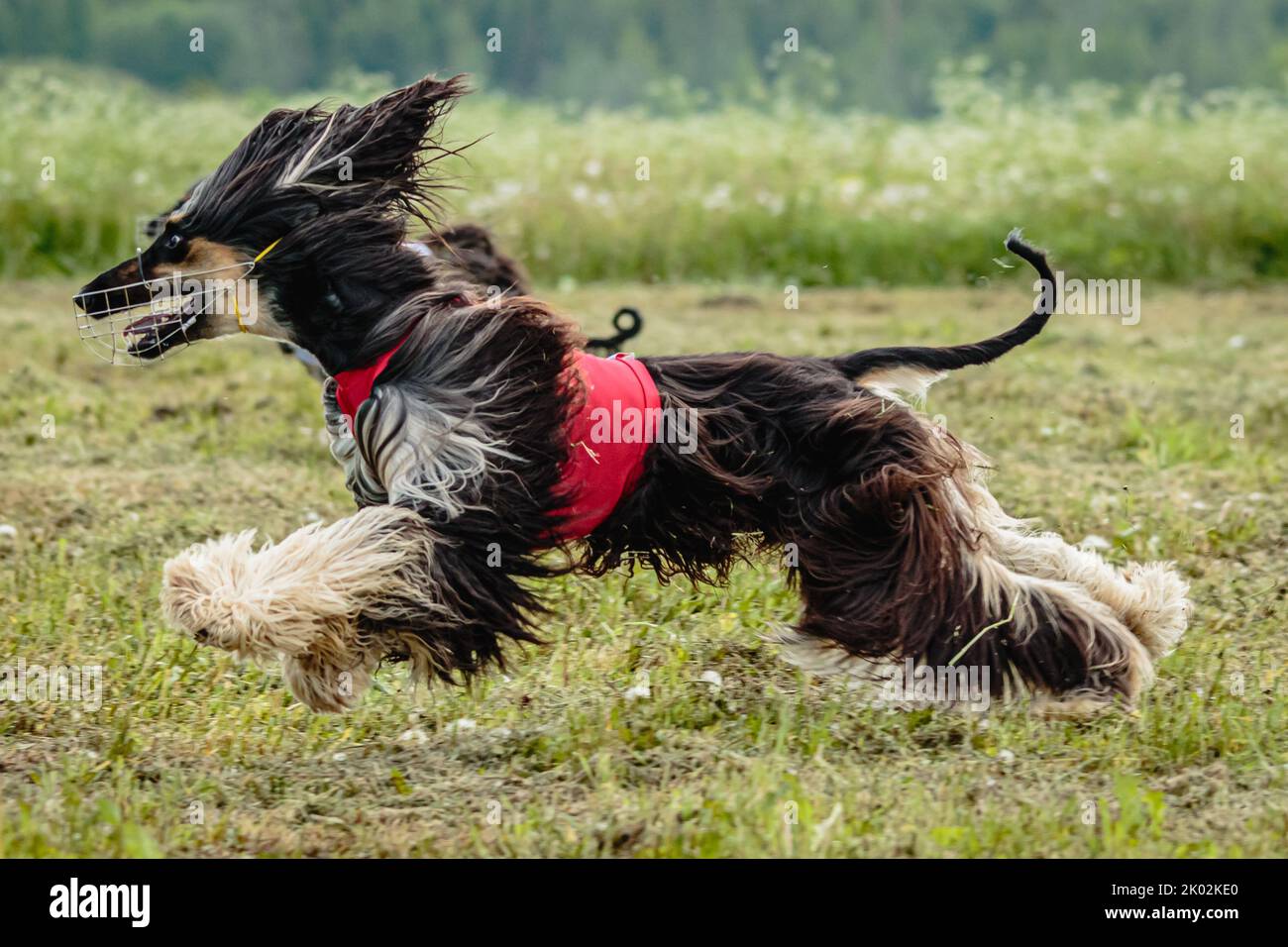 Dog running in green field and chasing lure at full speed on coursing ...
