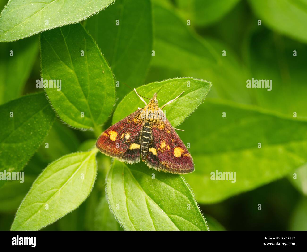 Mint moth / Small Purple & Gold (Pyrausta aurata Stock Photo - Alamy
