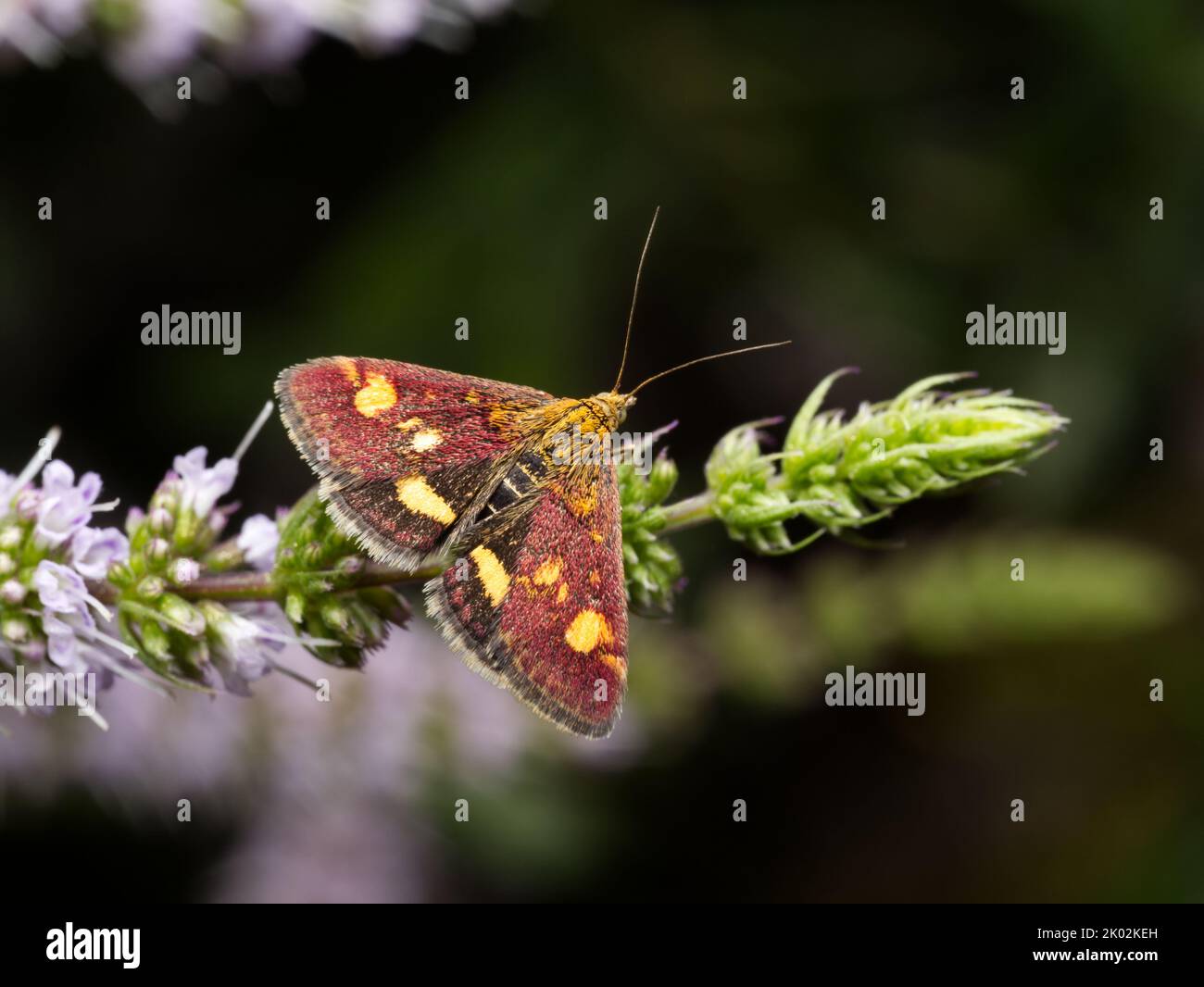 Pyrausta aurata hi-res stock photography and images - Alamy