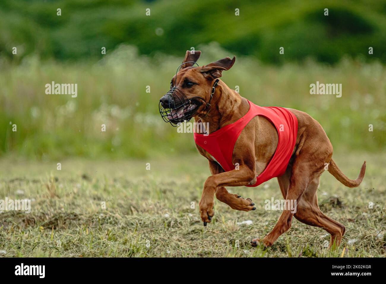 Dog running in green field and chasing lure at full speed on coursing ...