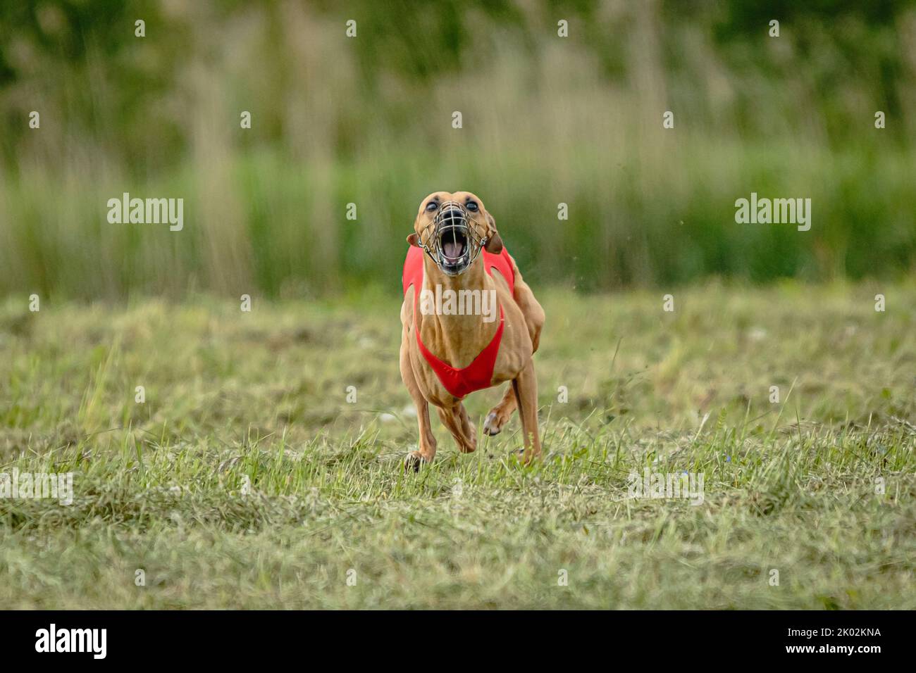 Dog running in green field and chasing lure at full speed on coursing ...