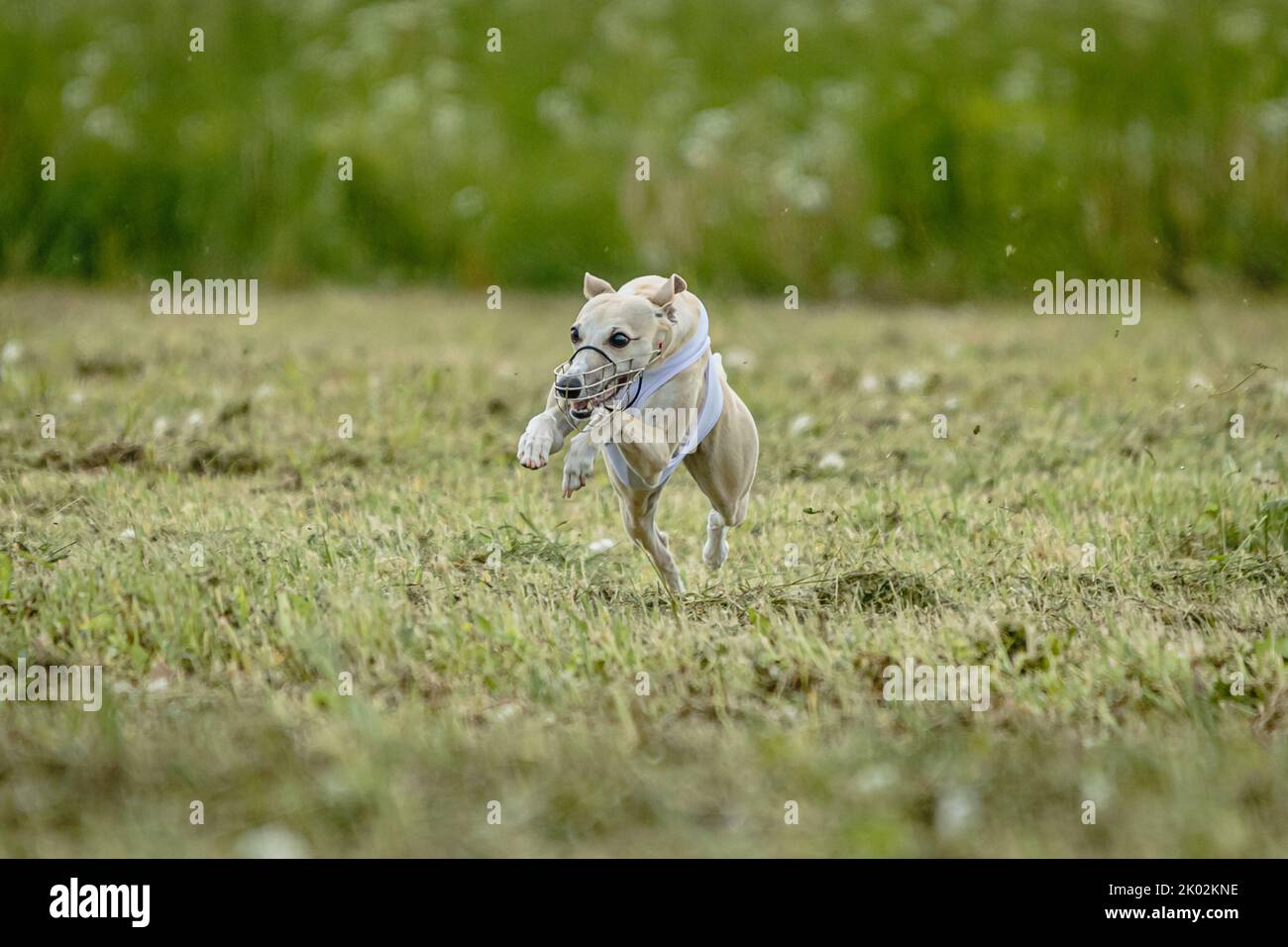 Dog running in green field and chasing lure at full speed on coursing ...