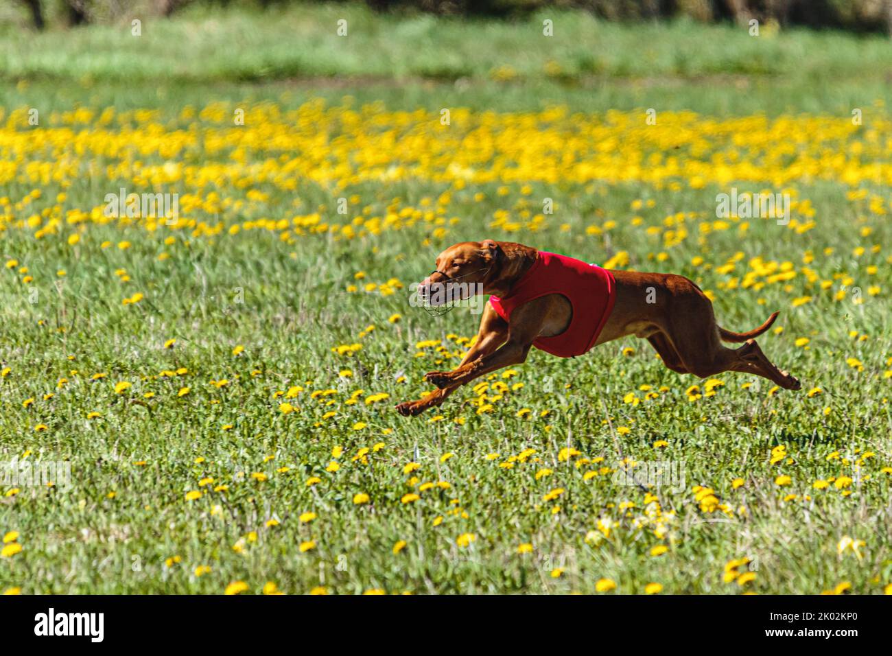 Dog running in green field and chasing lure at full speed on coursing ...