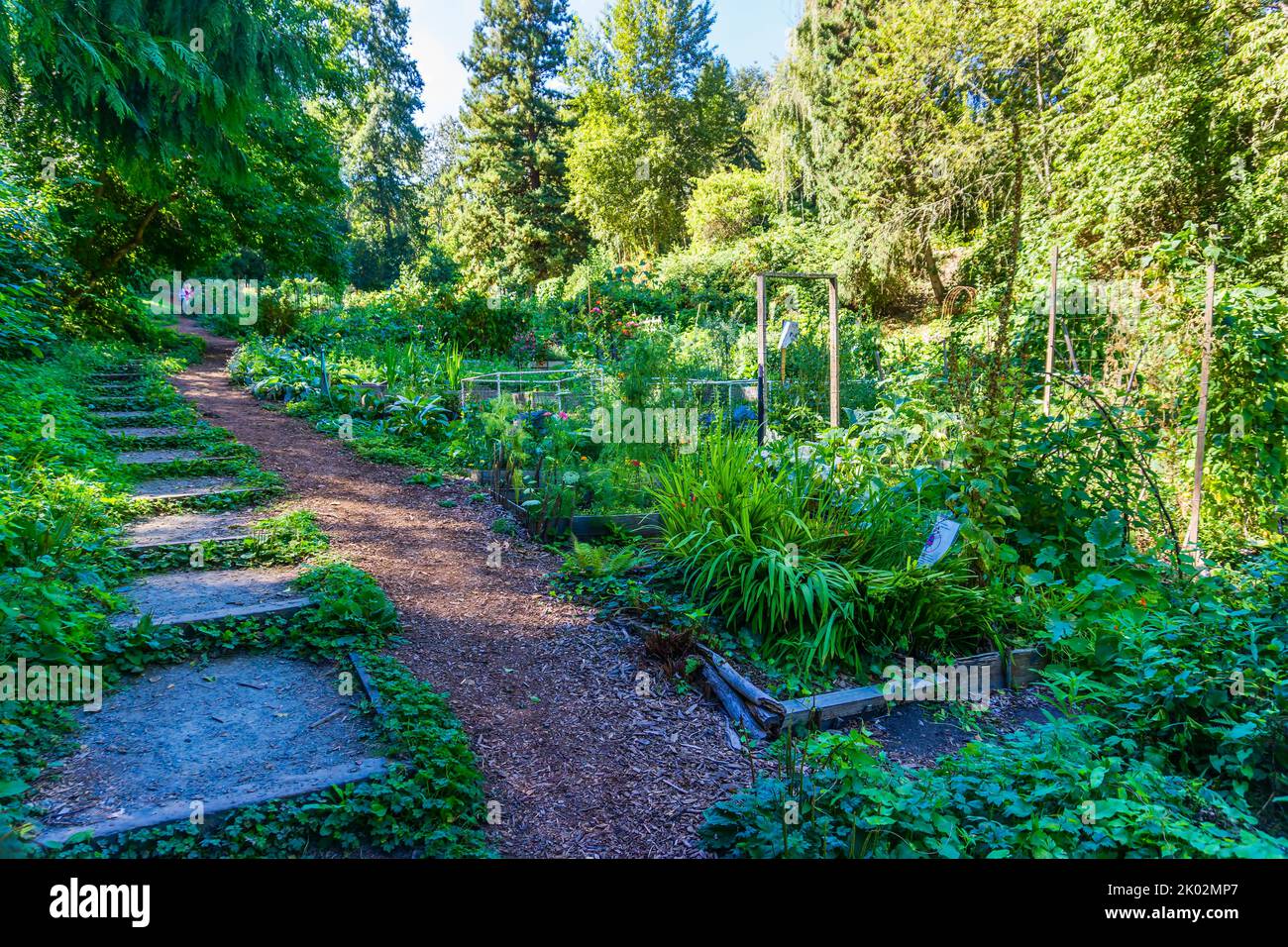 Large vibrant community garden pea patch in Seattle, Washington Stock ...