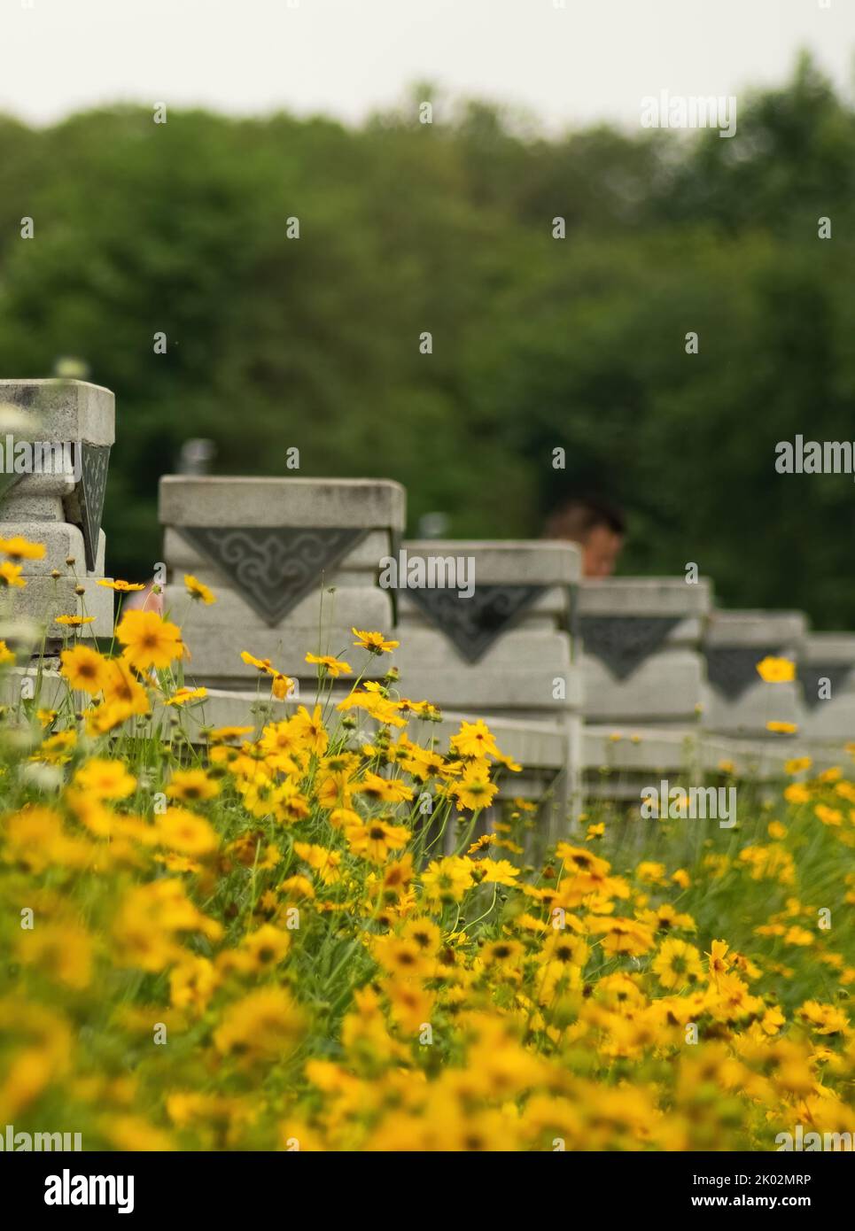 A field of Coreopsideae plants under sunlight with blurred background ...