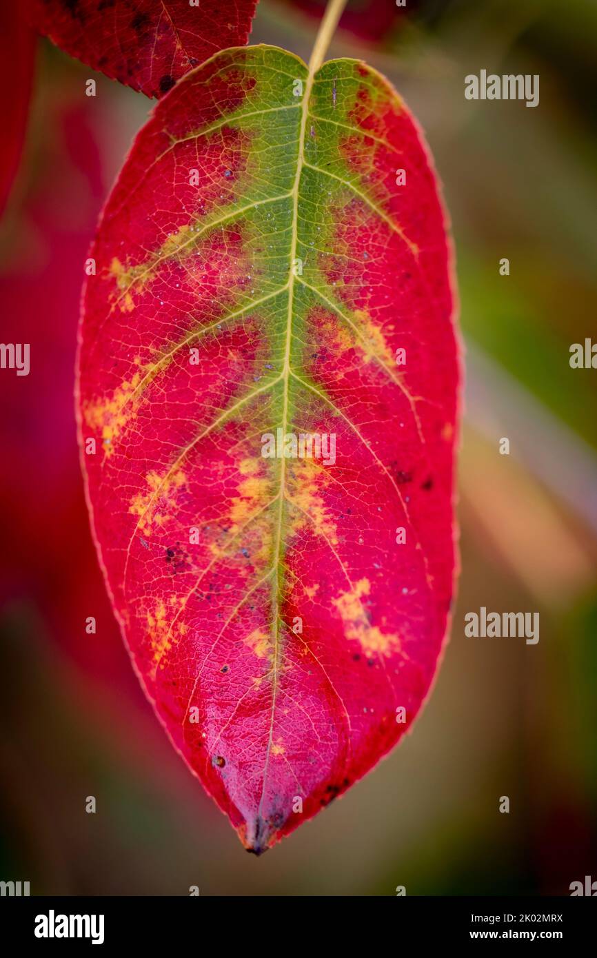 A vertical shot of a red leaf of the Amelanchier lamarckii plant Stock ...
