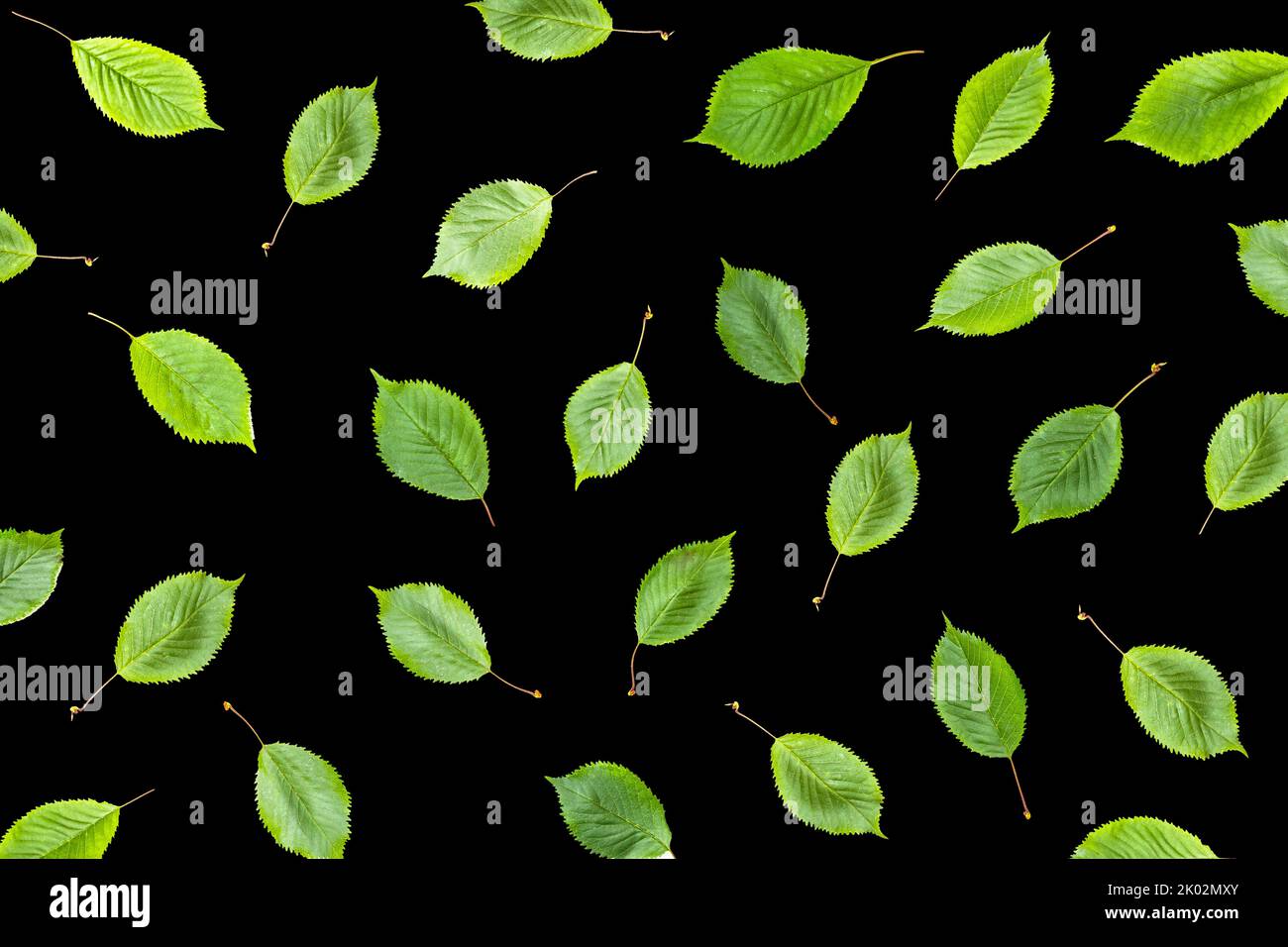 Leaves with dark background hi-res stock photography and images - Alamy