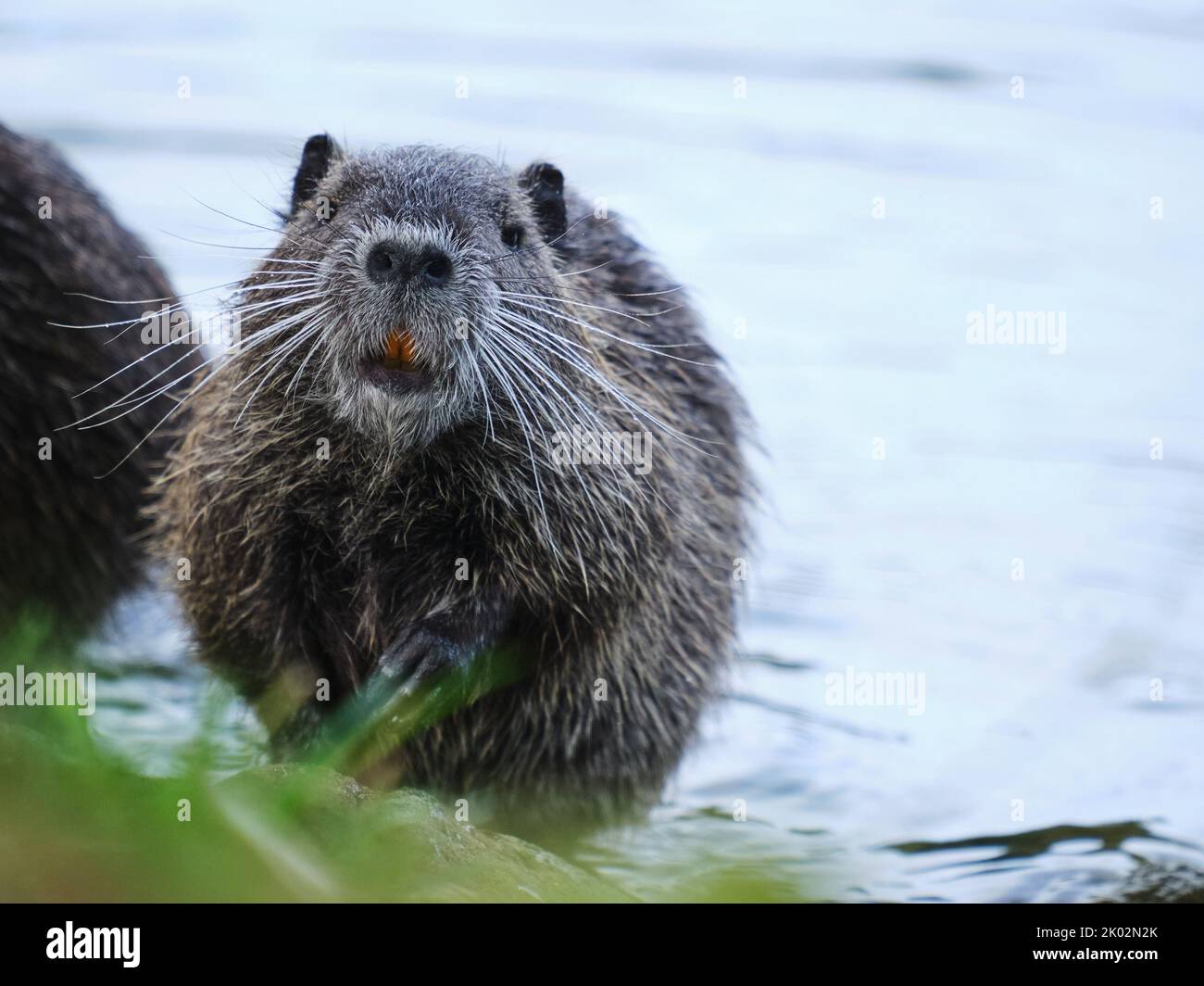 A closeup of a cute nutria (Myocastor coypus) near the water Stock ...