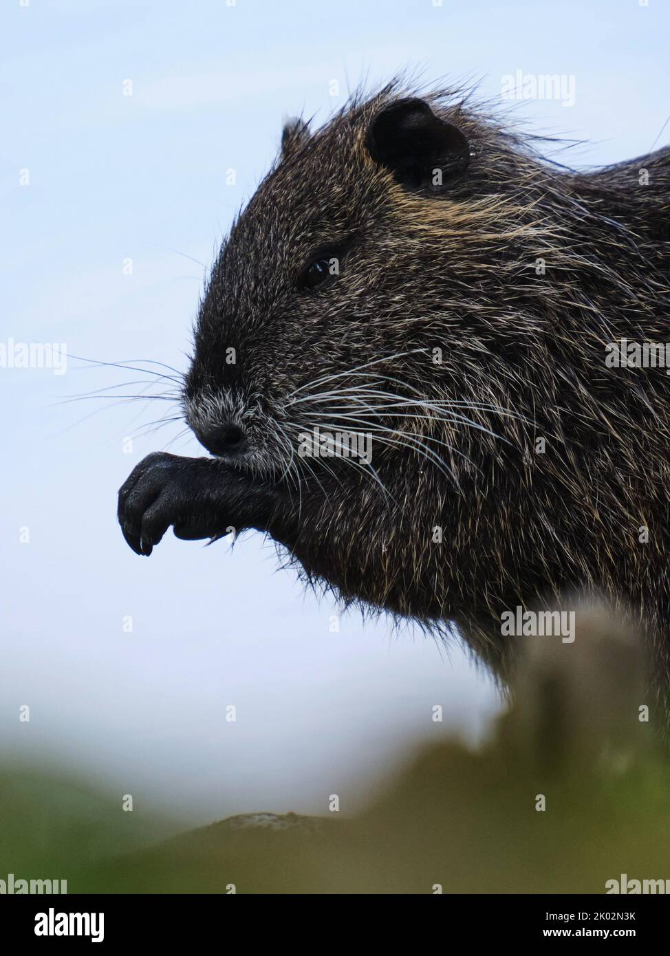 A closeup shot of a nutria's head and paw on a light blue sky ...