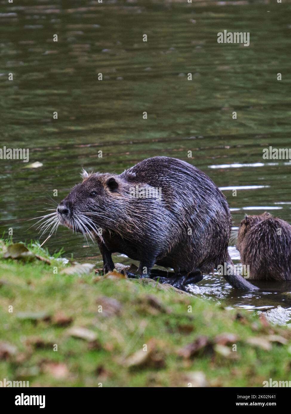 A vertical shot of a cute nutria swimming in the water Stock Photo - Alamy