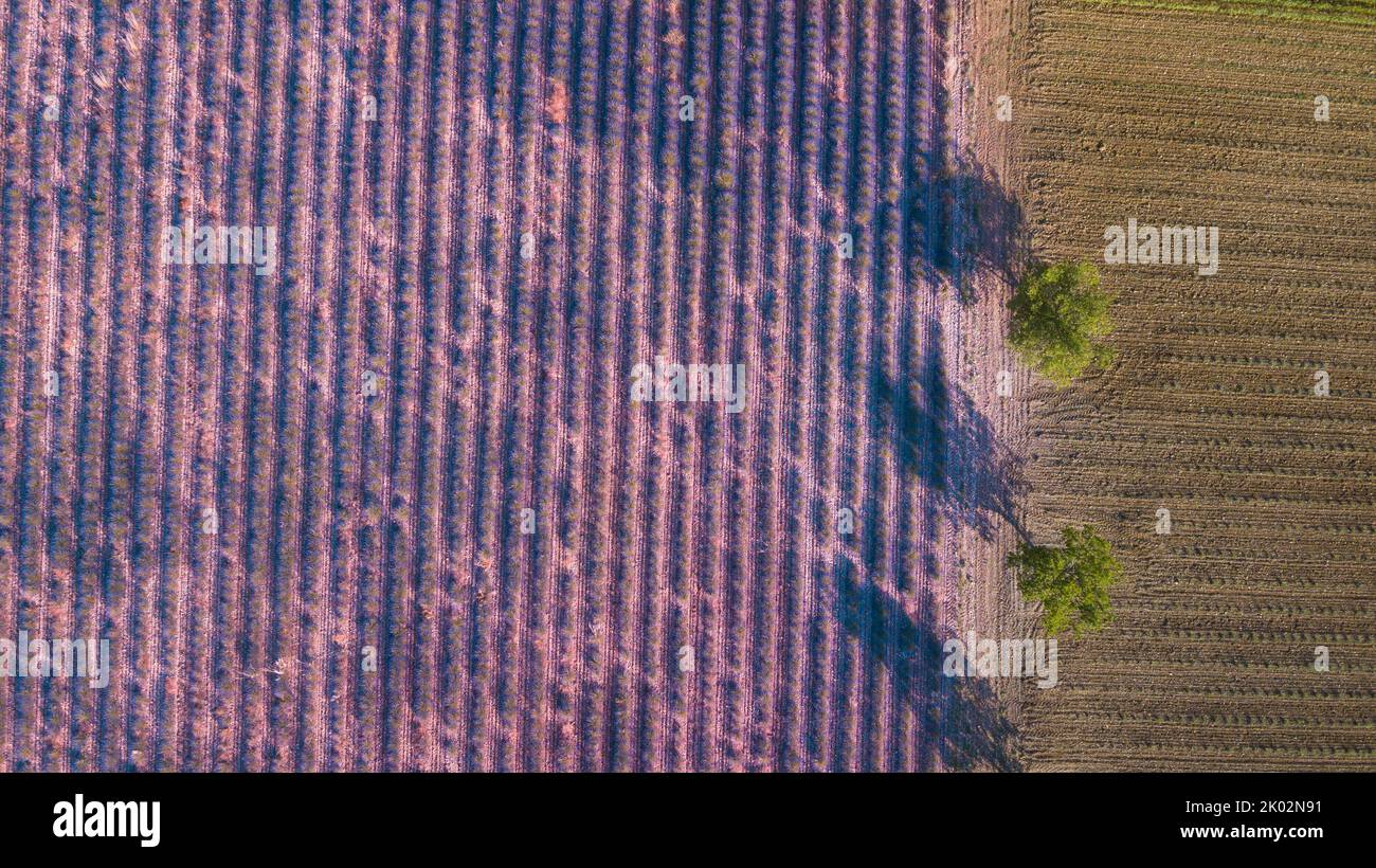 Aerial view of lavender fields in valensole, france hi-res stock photography and images - Alamy