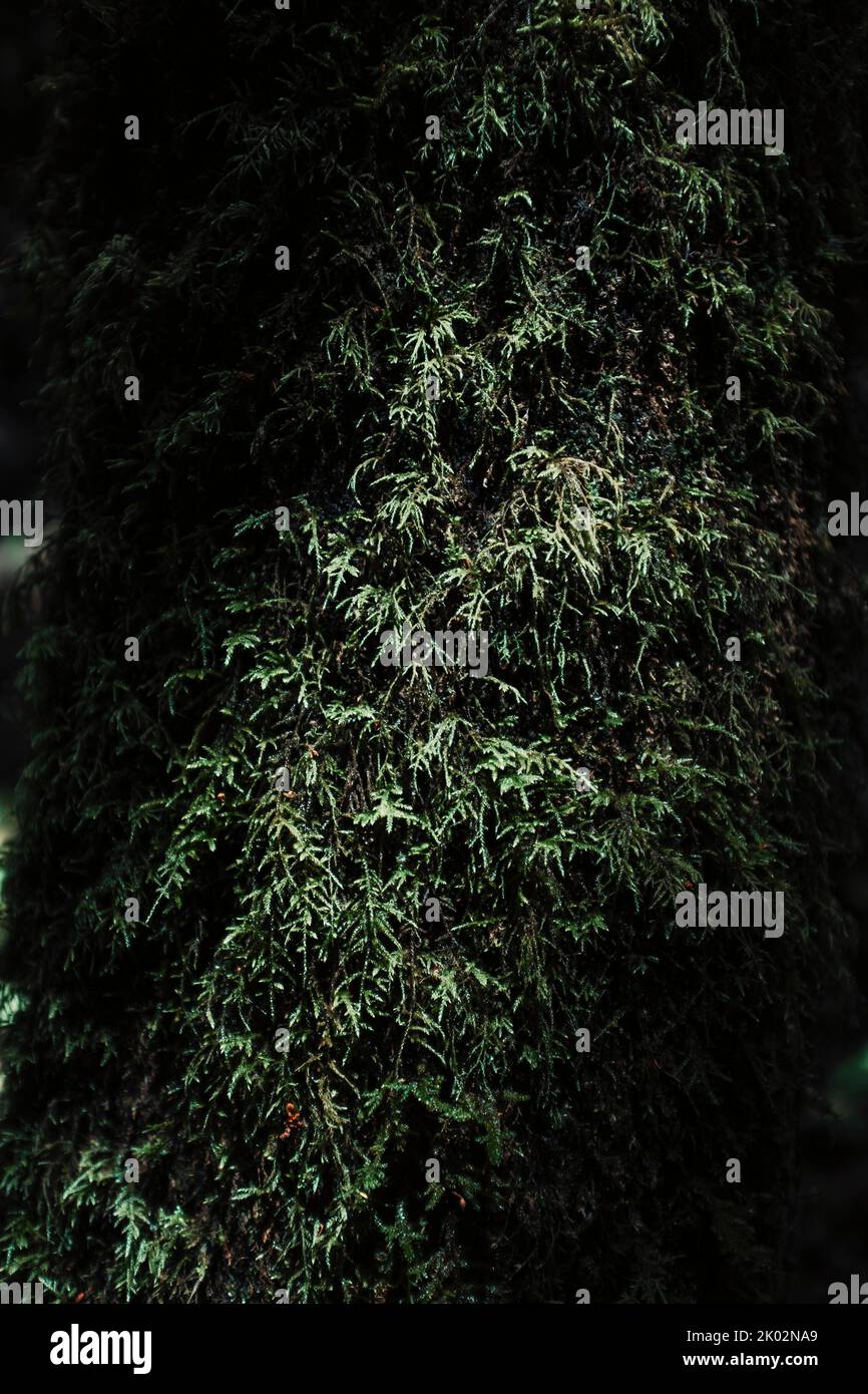 Nature background concept with green musk on the trunk. Trees and ...