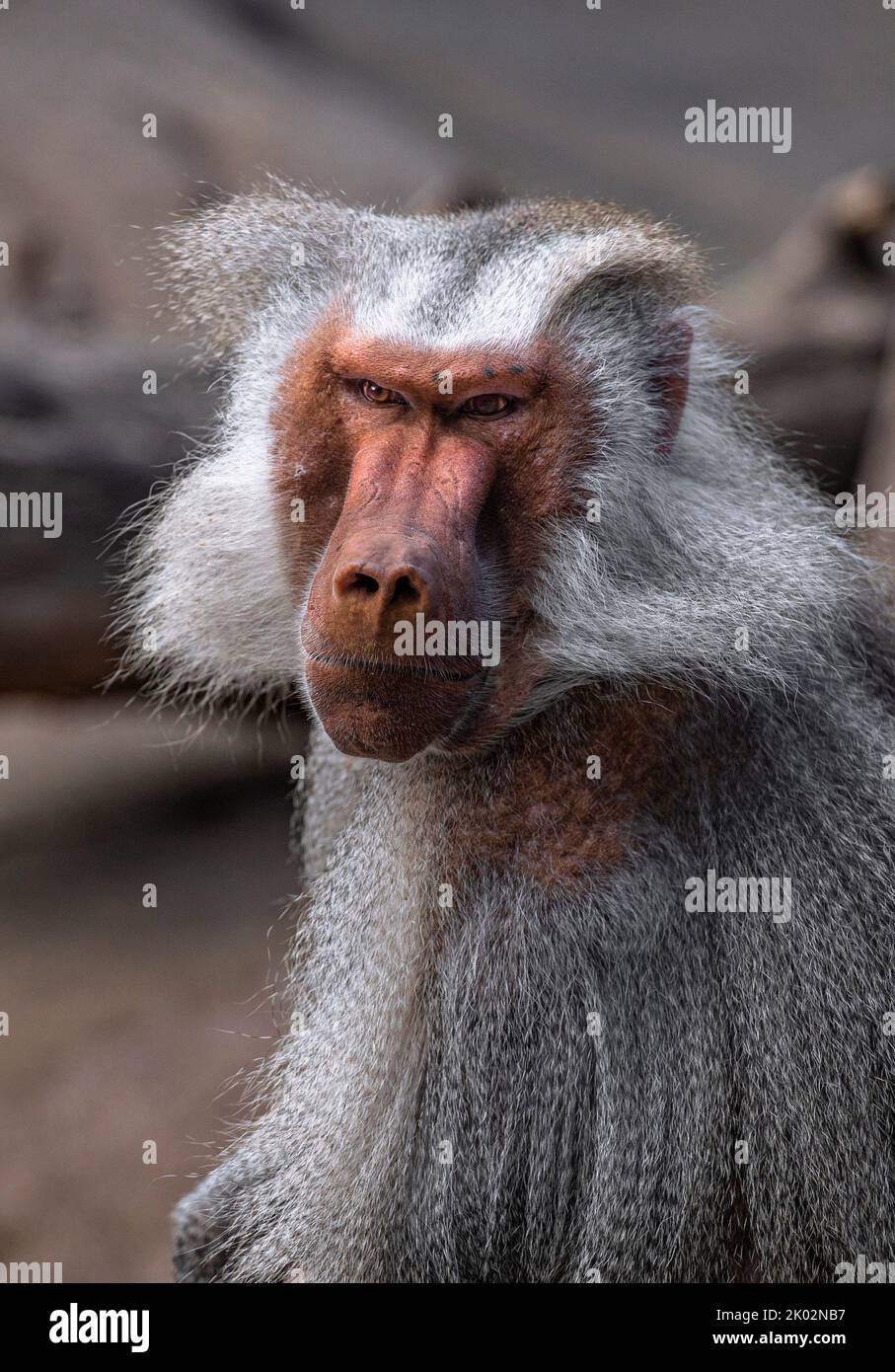 A vertical selective focus of a cute baboon monkey in its habitat Stock ...