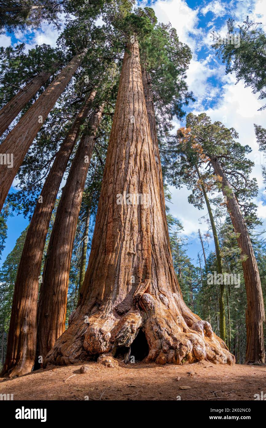 A vertical undershot of a giant sequoia with sunlight in the background ...