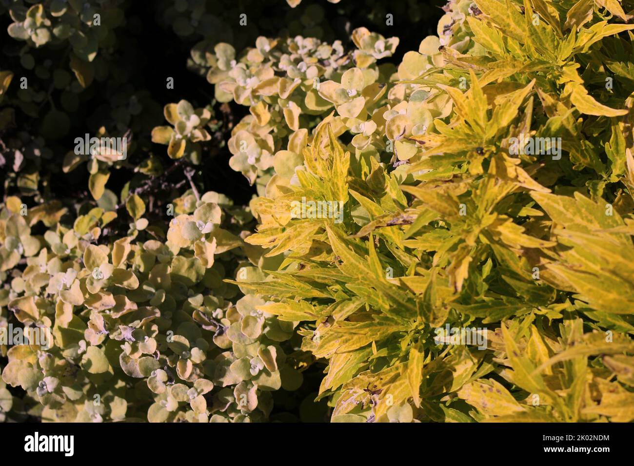 Common coleus plants growing in the sunny summer meadow Stock Photo - Alamy