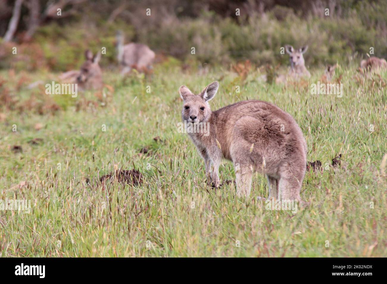 wild kangaroo in australia Stock Photo - Alamy