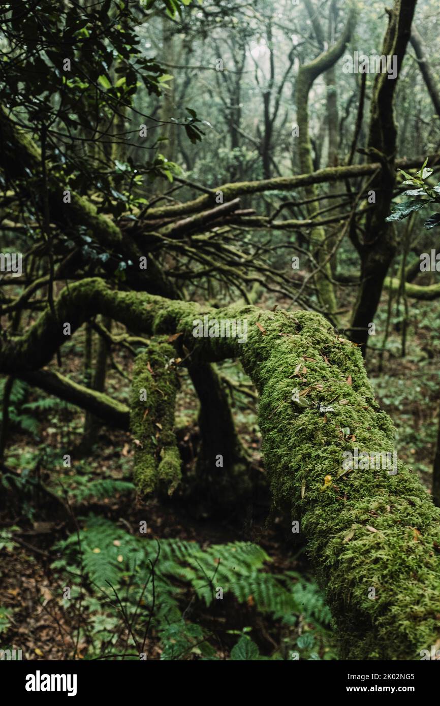 Close up of green trunk trees with musk in a deep wild forest ...