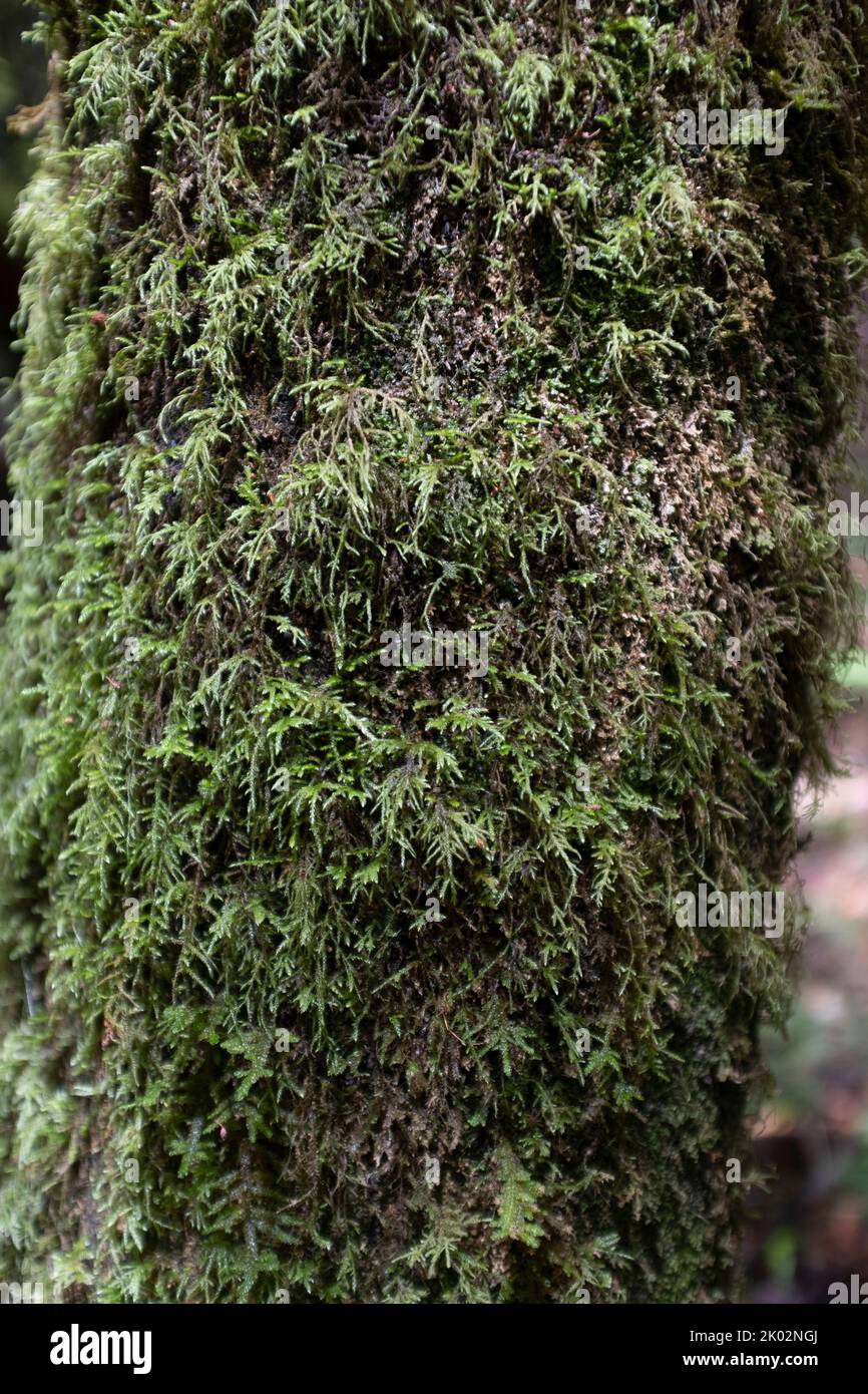 Nature background concept with green musk on the trunk. Trees and ...