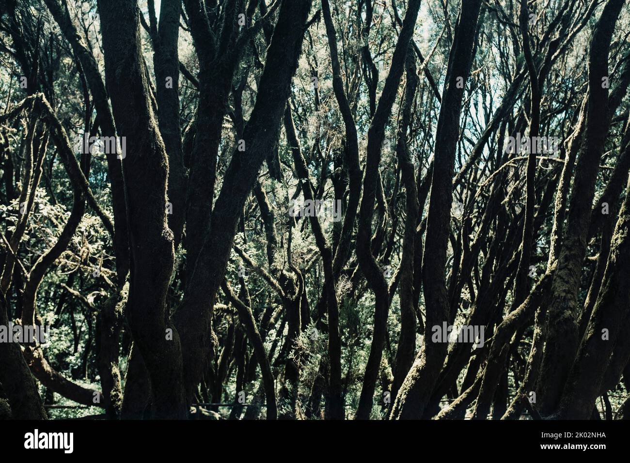 Background of green forest trees with musk and leaves. Concept of ...