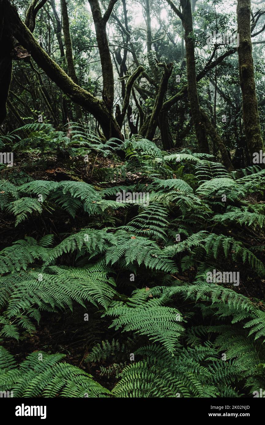 Close up of big leaves in the green woods and forest in background ...