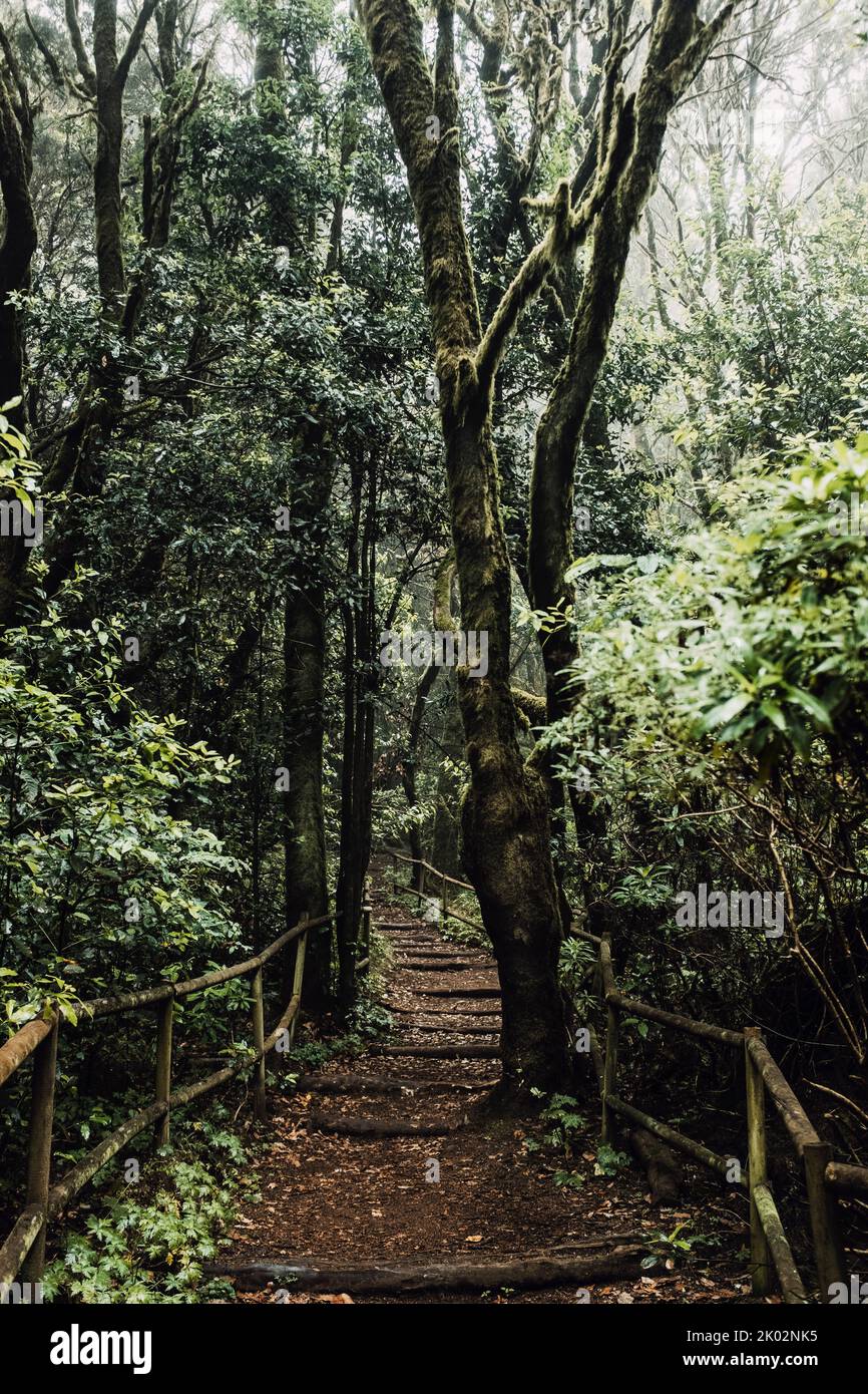 Empty trekking path in the forest with green leaves around. Concept of ...