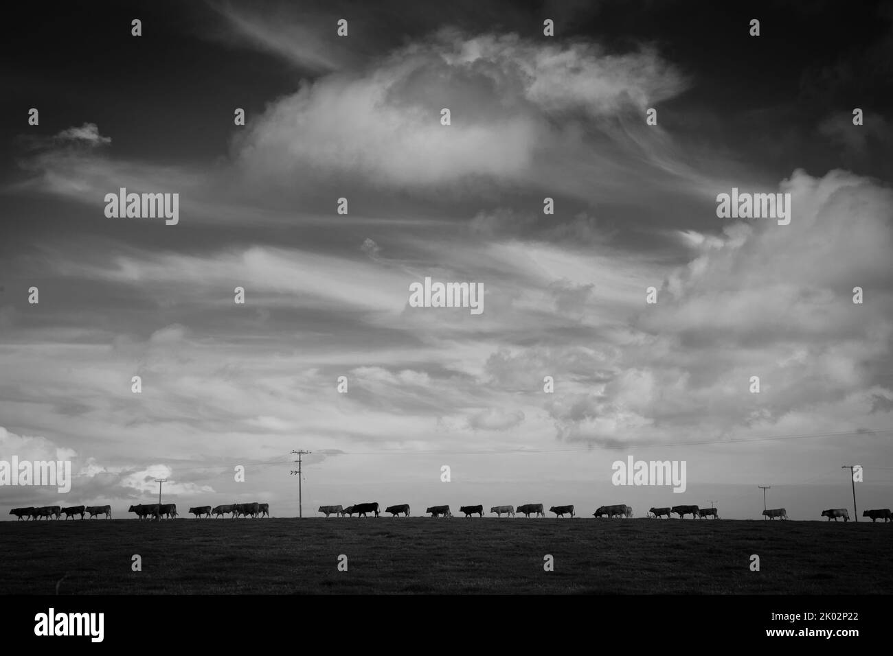 A grayscale of a line of cows at far in a rural field with a cloudscape ...