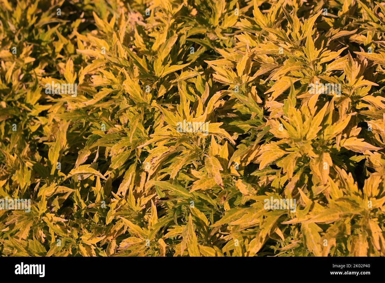 Common coleus plants growing in the sunny summer meadow Stock Photo - Alamy