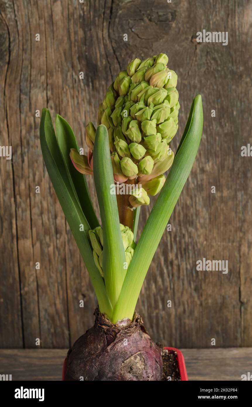 Germinating bulb of hyacinth close-up on a wooden background, spring ...