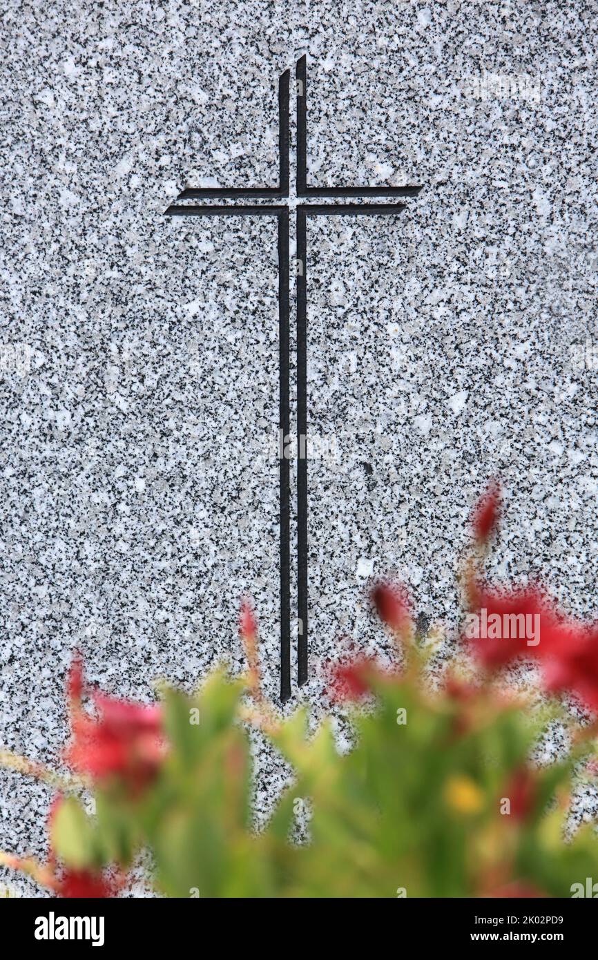 Plante sur le mur hi-res stock photography and images - Alamy